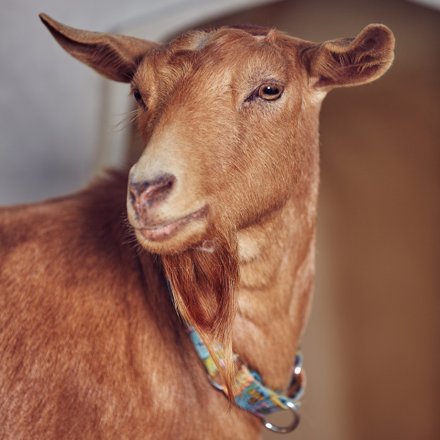 Roo – Animal Assisted Therapy Companion – Goat Companions