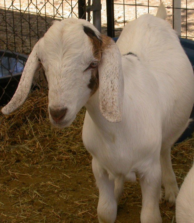 Logan (Wether) SOLD – Goat Companions