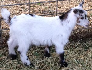 Hopper HAND RAISED BOTTLE BABY SOLD – Goat Companions