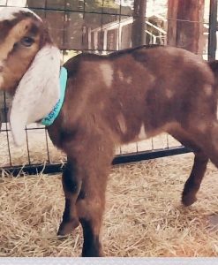 Buttercup – Animal Assisted Therapy Companion – Goat Companions