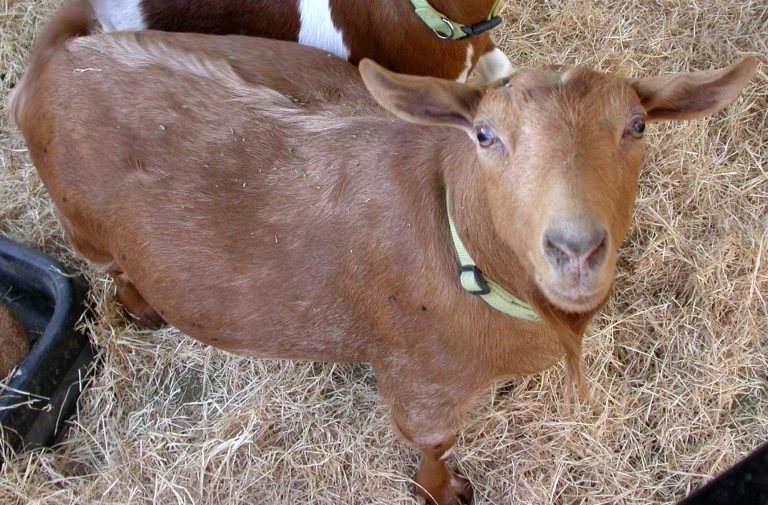 Roo – Animal Assisted Therapy Companion – Goat Companions