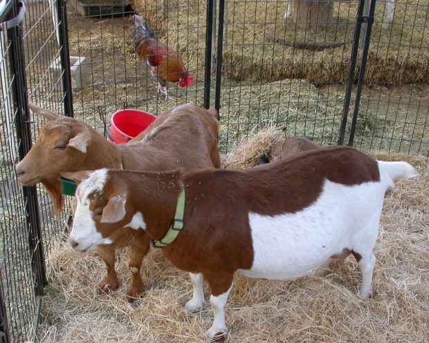 Buttercup – Animal Assisted Therapy Companion – Goat Companions