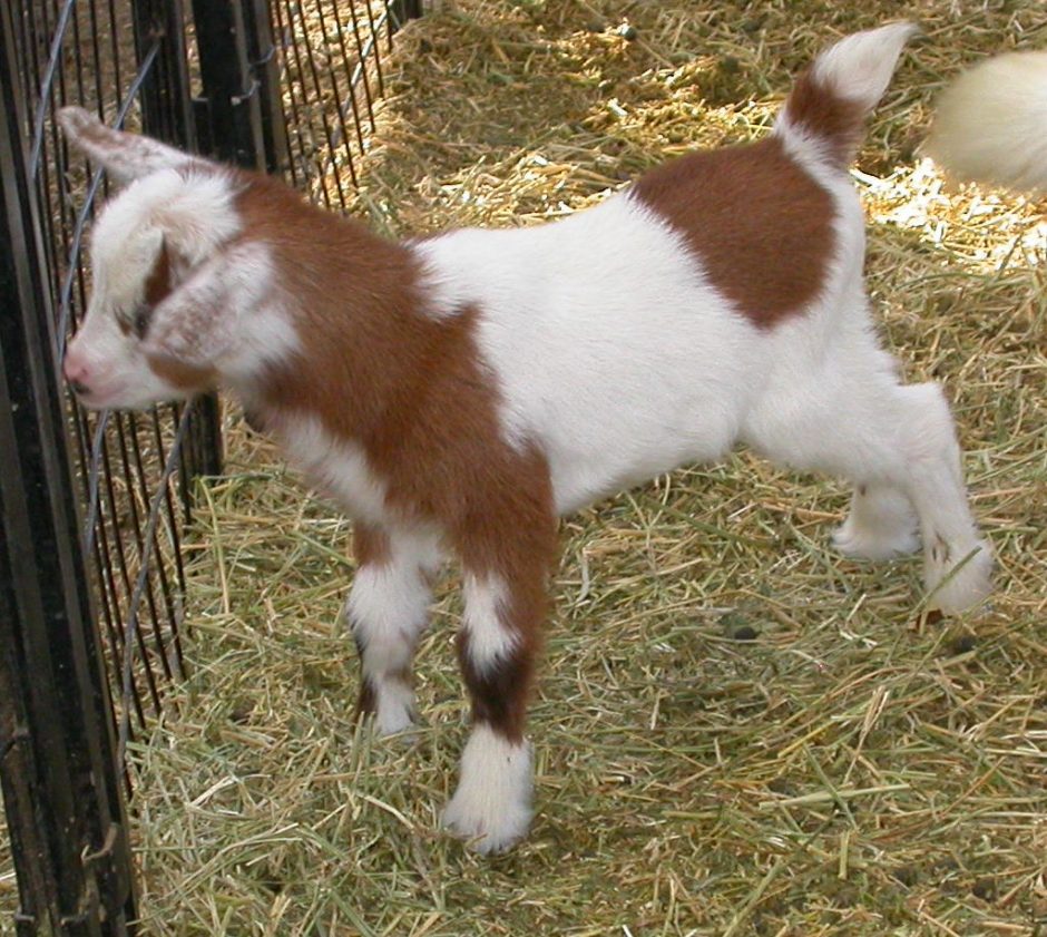 Buffy SOLD – Goat Companions