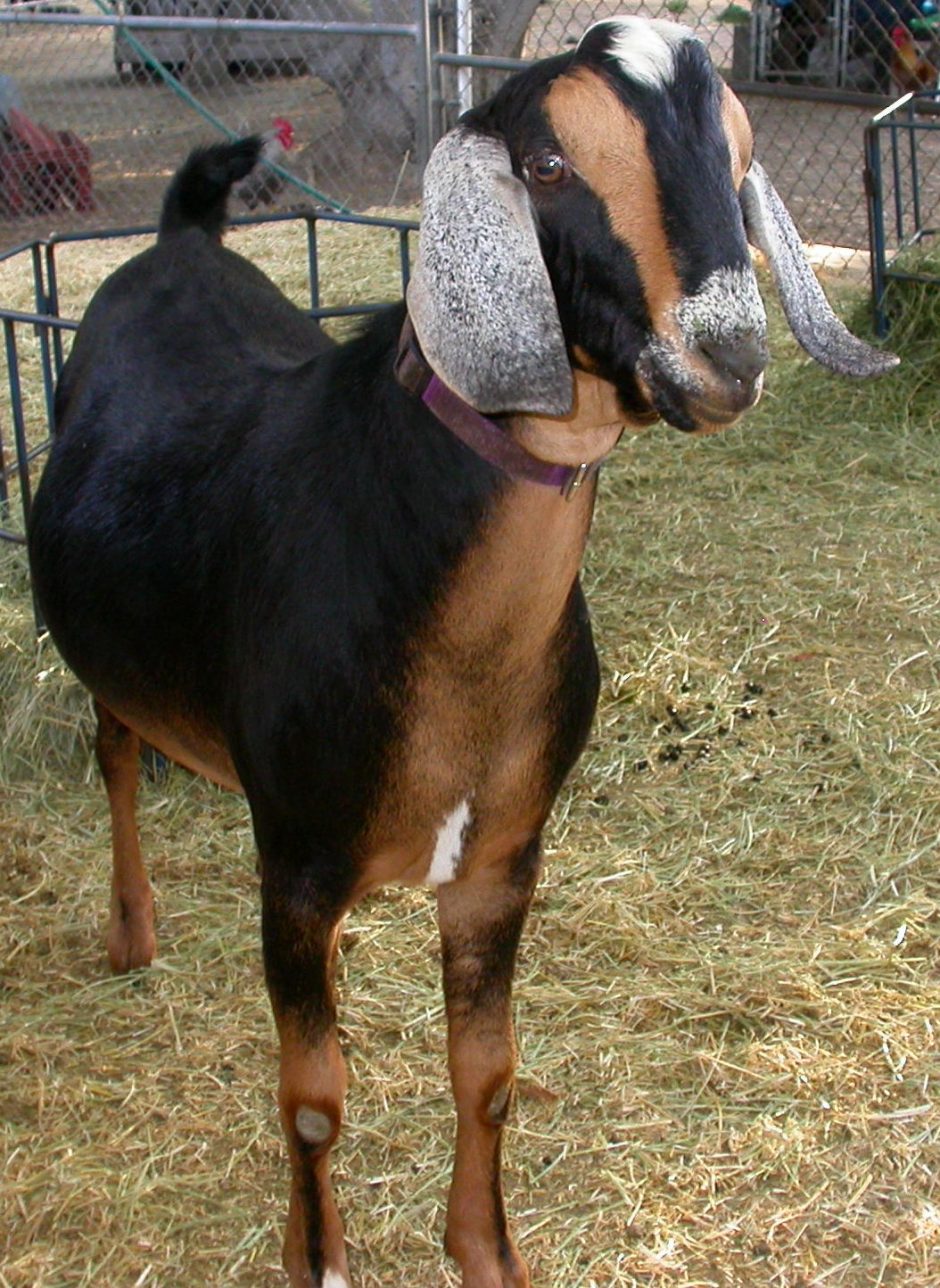 Harrison – Adult American Nubian Wether ADGA Registered SOLD – Goat ...