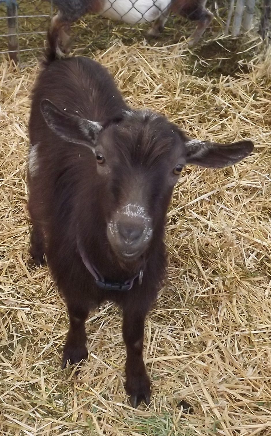 ADGA registered – Goat Companions