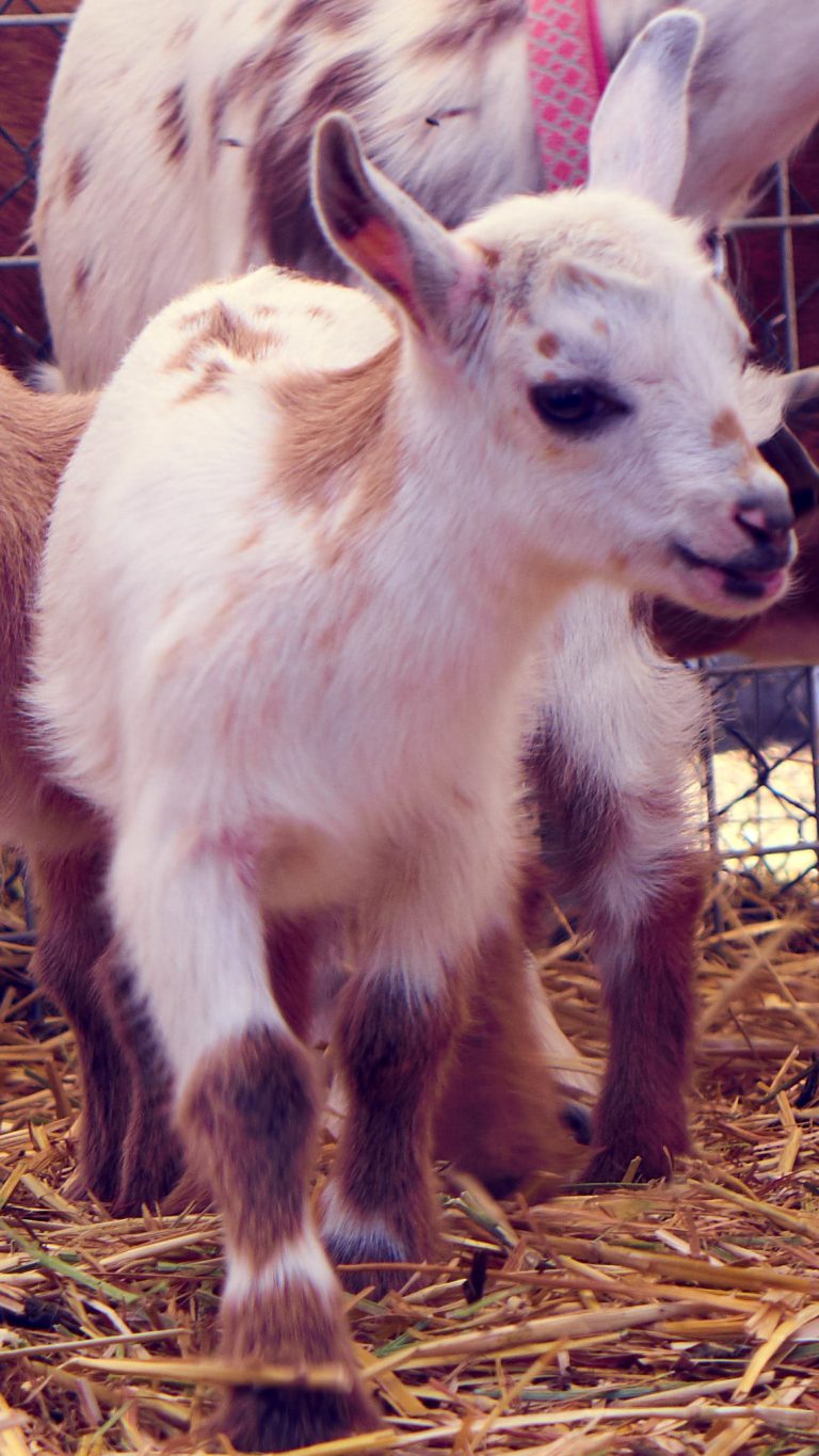 Melodie POLLED SOLD – Goat Companions