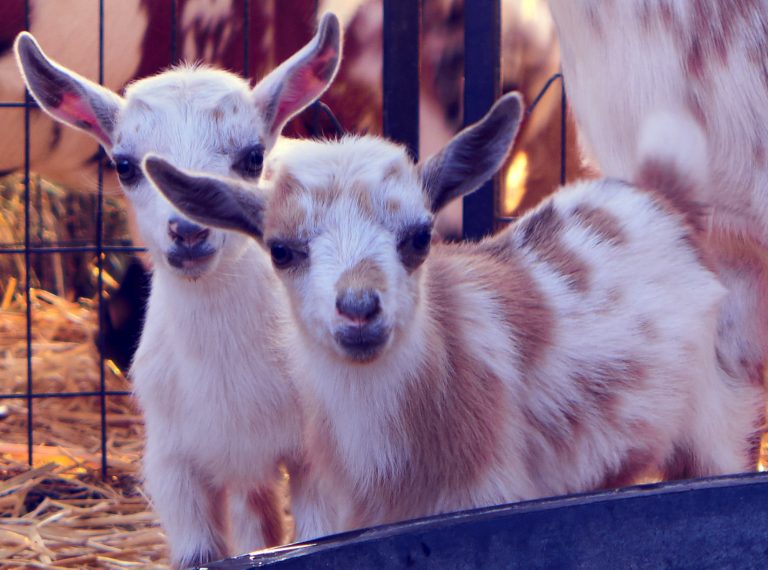 Melodie POLLED SOLD – Goat Companions