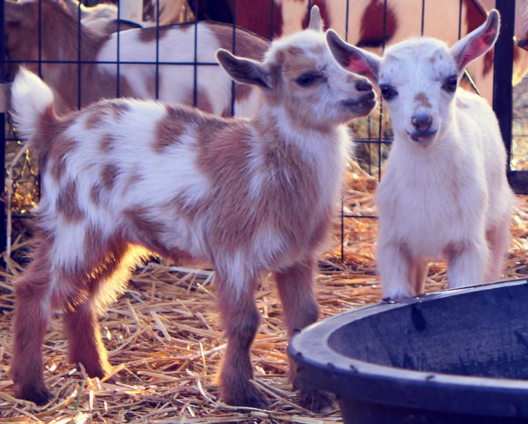 Melodie POLLED SOLD – Goat Companions