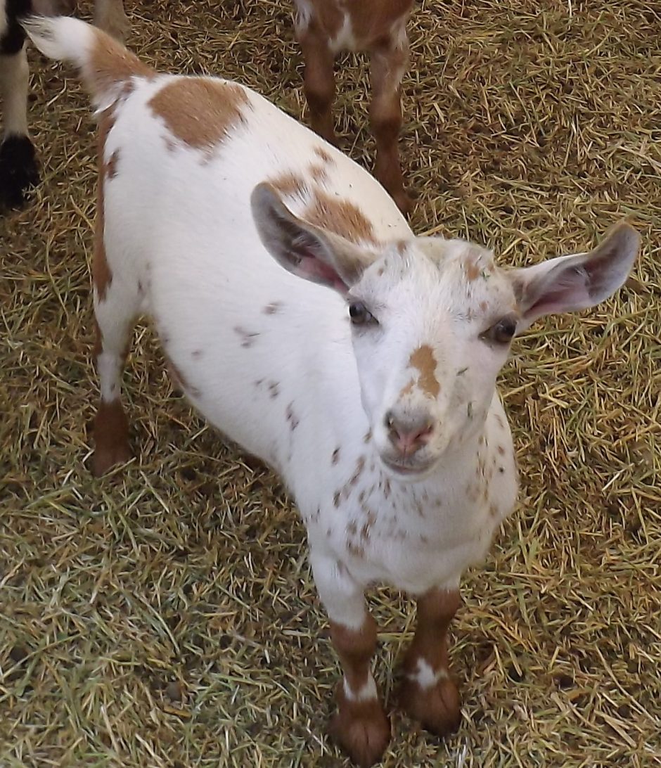 Melodie POLLED SOLD – Goat Companions