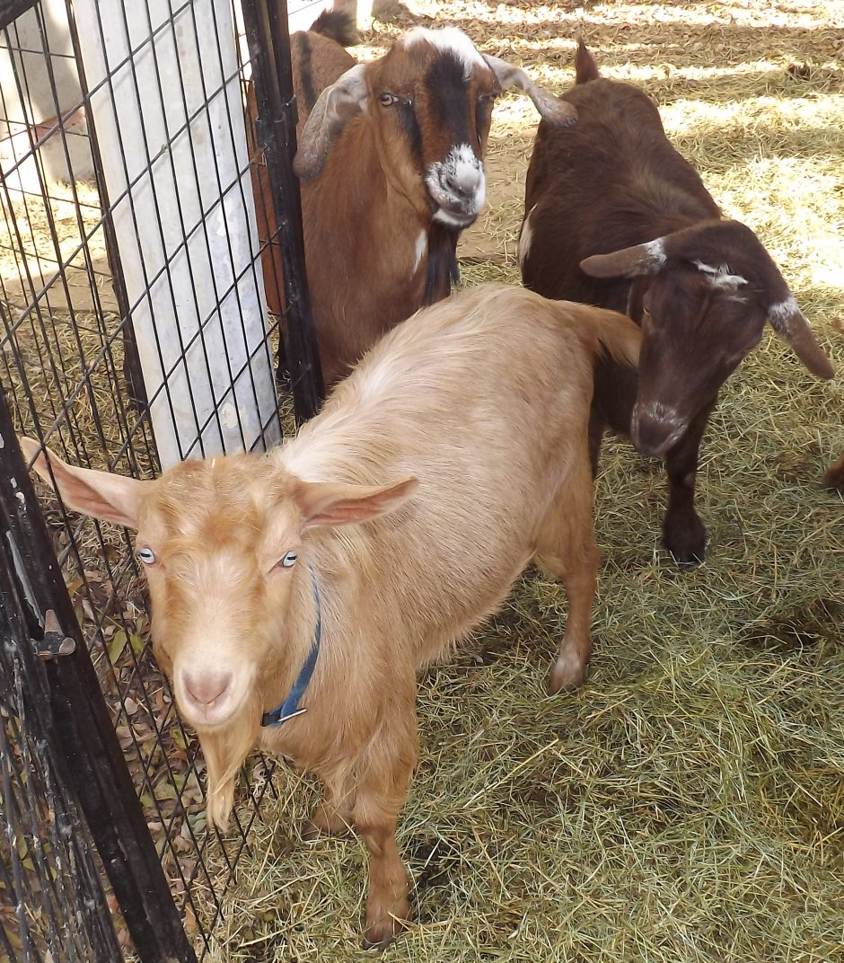 Animal-Assisted Therapy Goats – Goat Companions