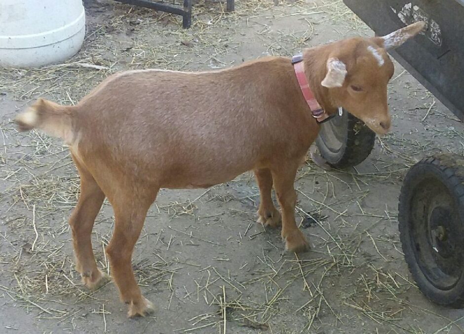 Buttercup – Animal Assisted Therapy Companion – Goat Companions