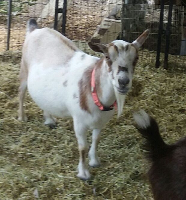 Sunny – Nigerian Dwarf Doe – Goat Companions